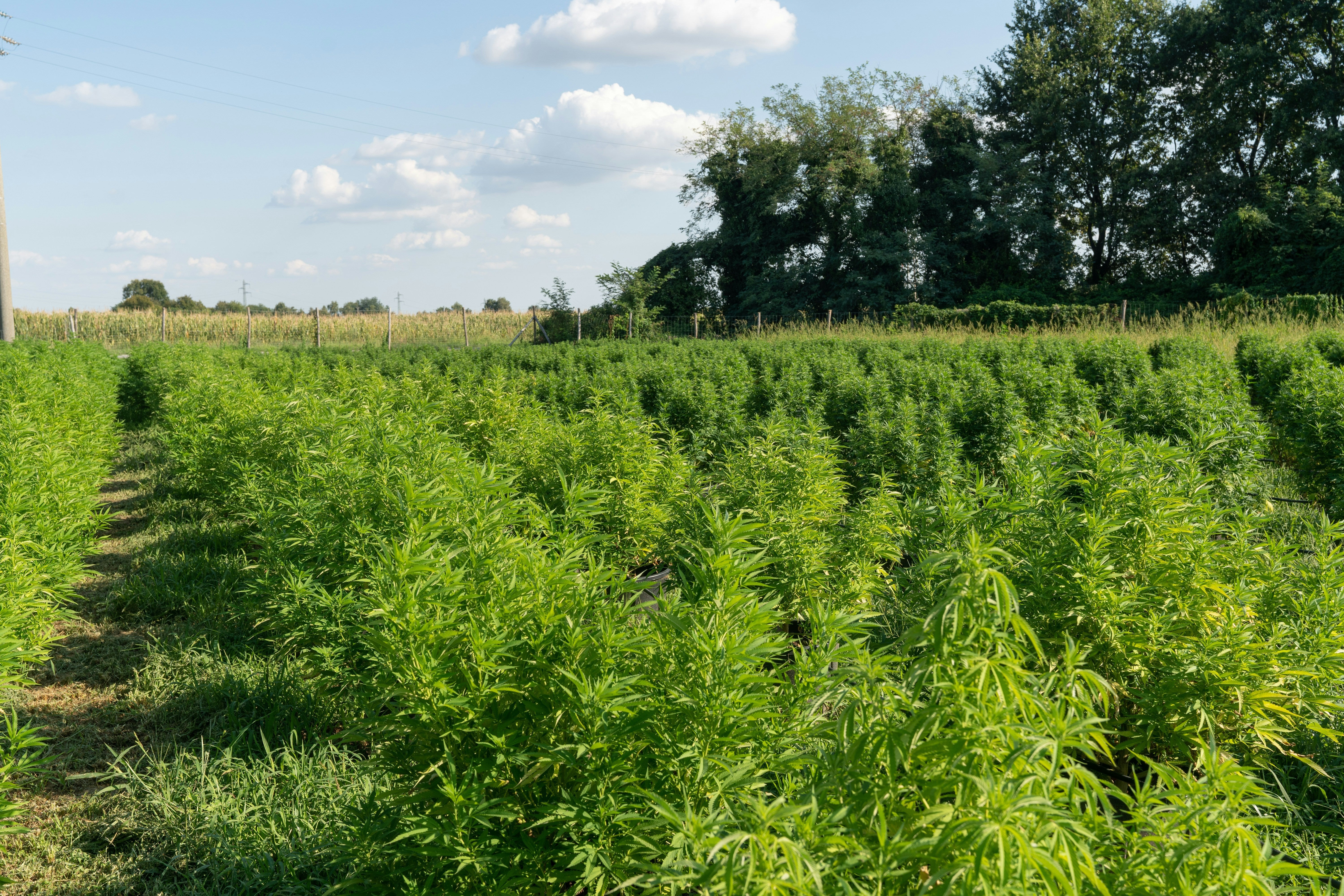 Hemp Compliance Made Simple What Every Retailer Needs to Know in 2025 ...
